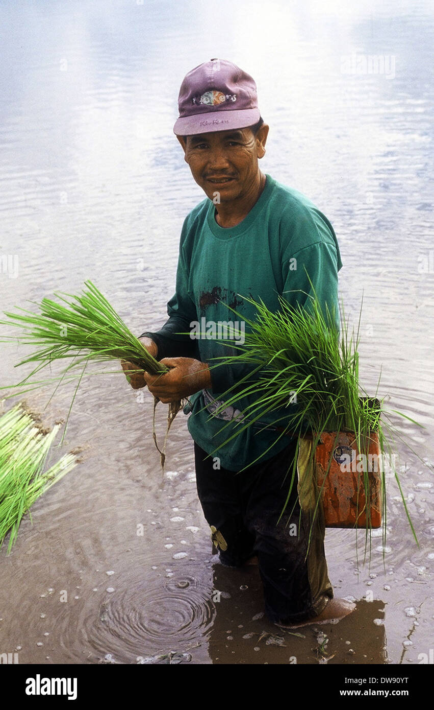Le repiquage des plants de riz Bario dans les rizières des hauts ...