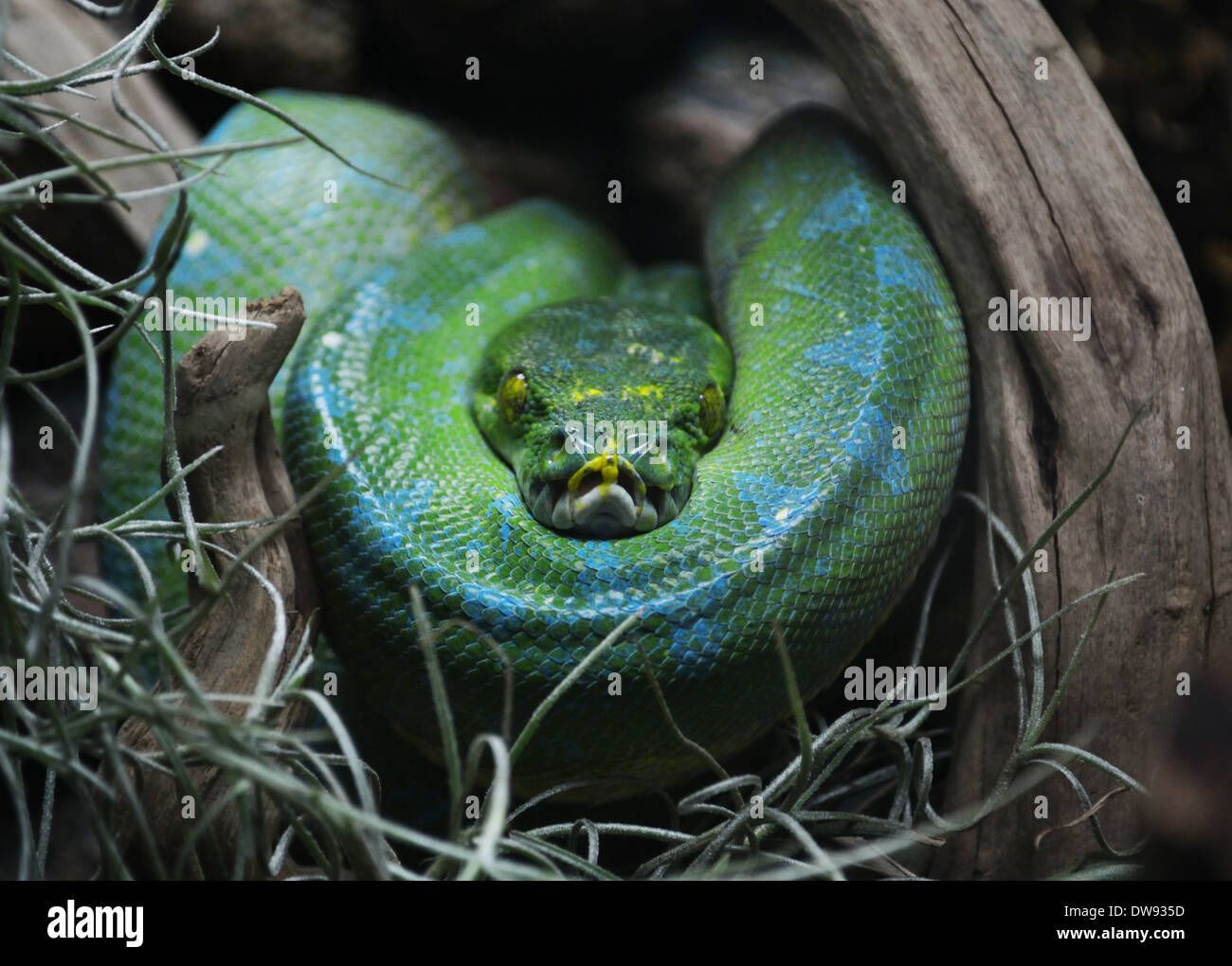 Gros serpent vert Banque de photographies et d’images à haute ...