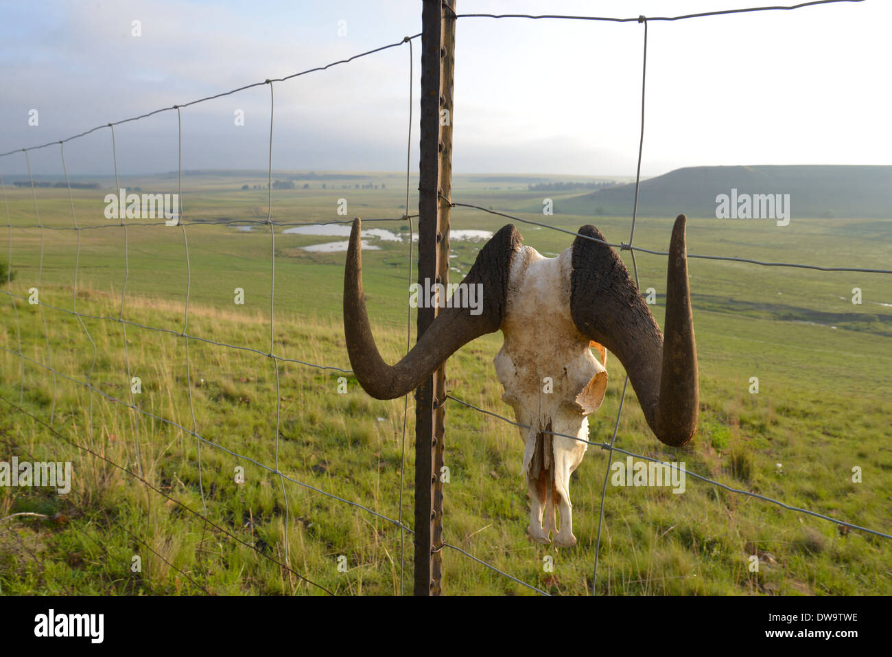 Cornes de gnou noir accroché sur la clôture de la chasse ferme dans le ...