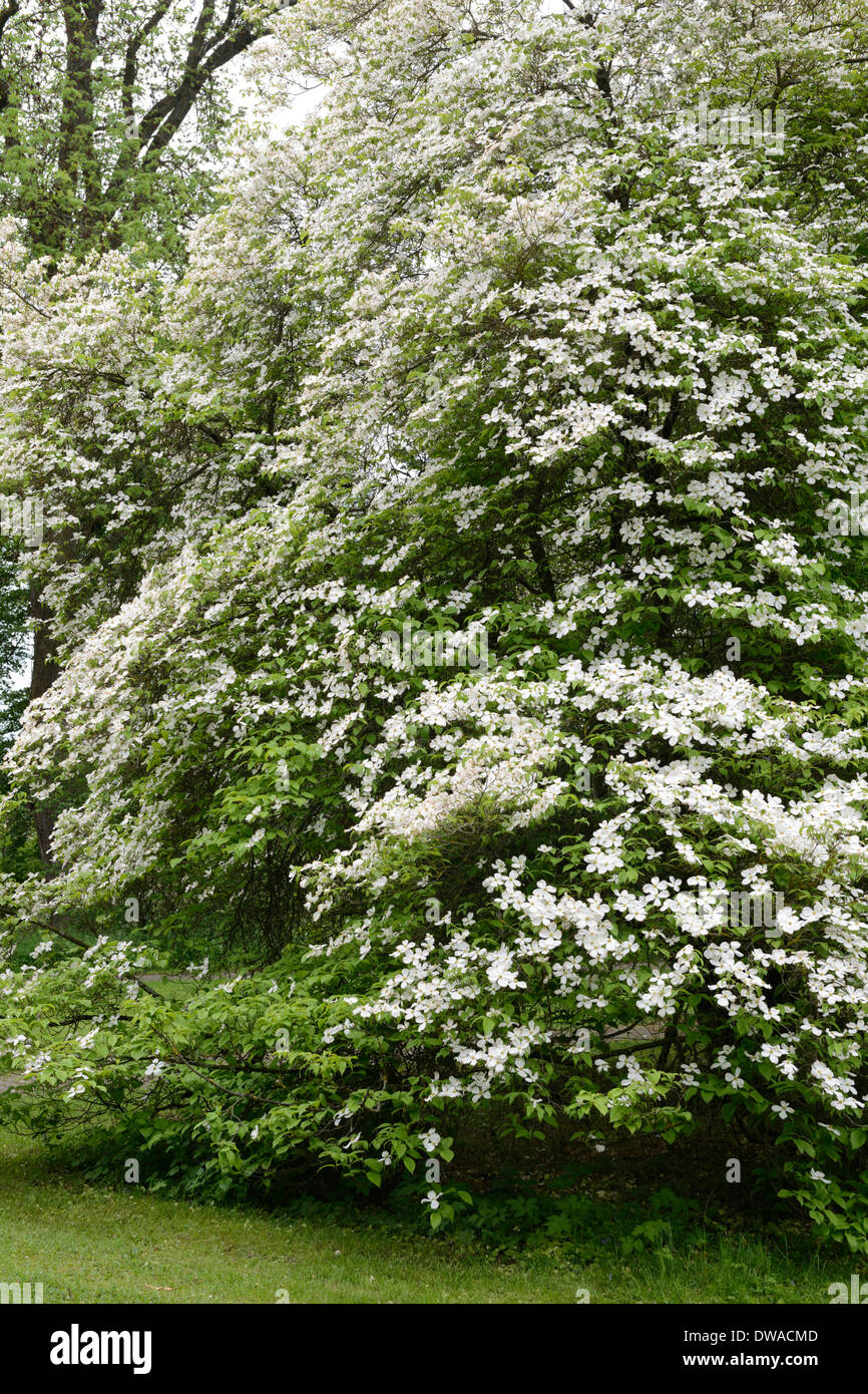 Cornouiller En Fleurs Banque d'image et photos - Alamy