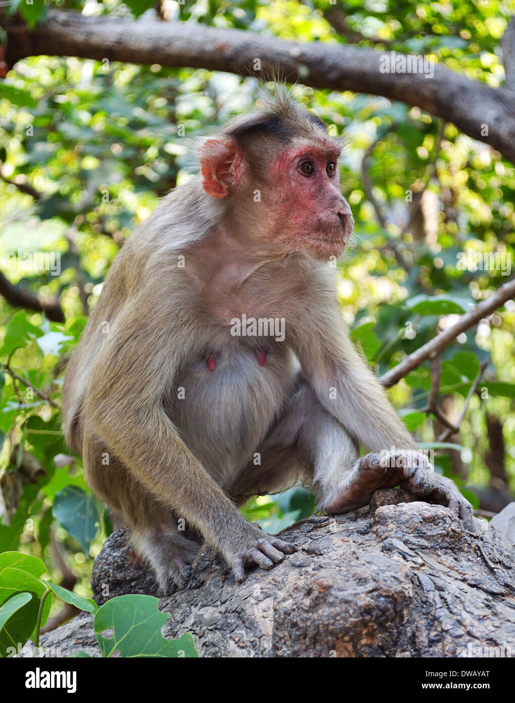 Singe queue arbre Banque de photographies et d’images à haute ...