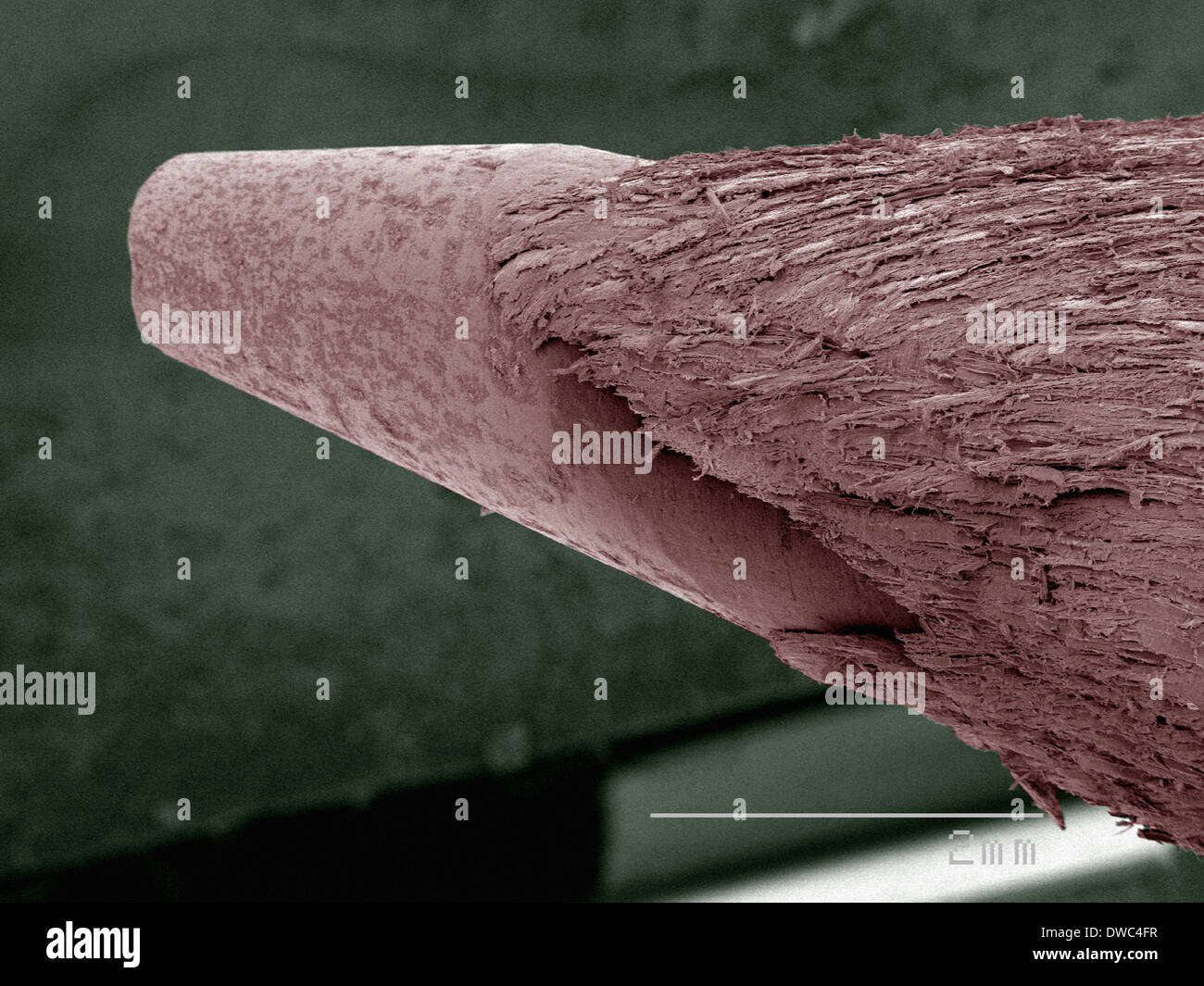 Crayon de bois microscope Banque de photographies et d’images à haute ...