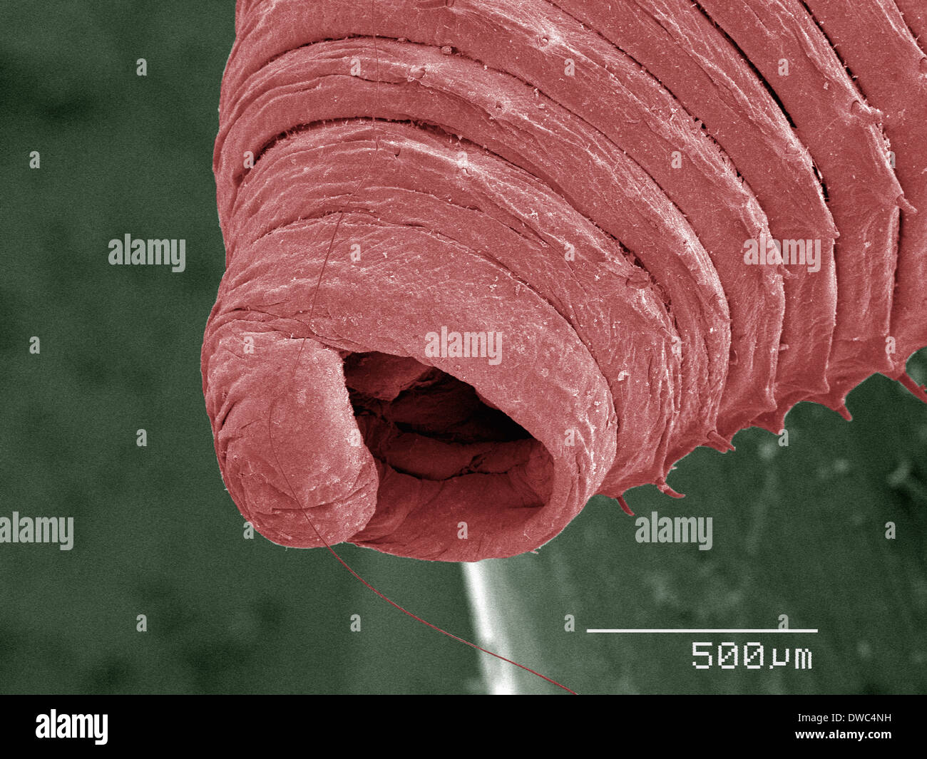 Anatomie du ver de terre Banque de photographies et d’images à haute ...