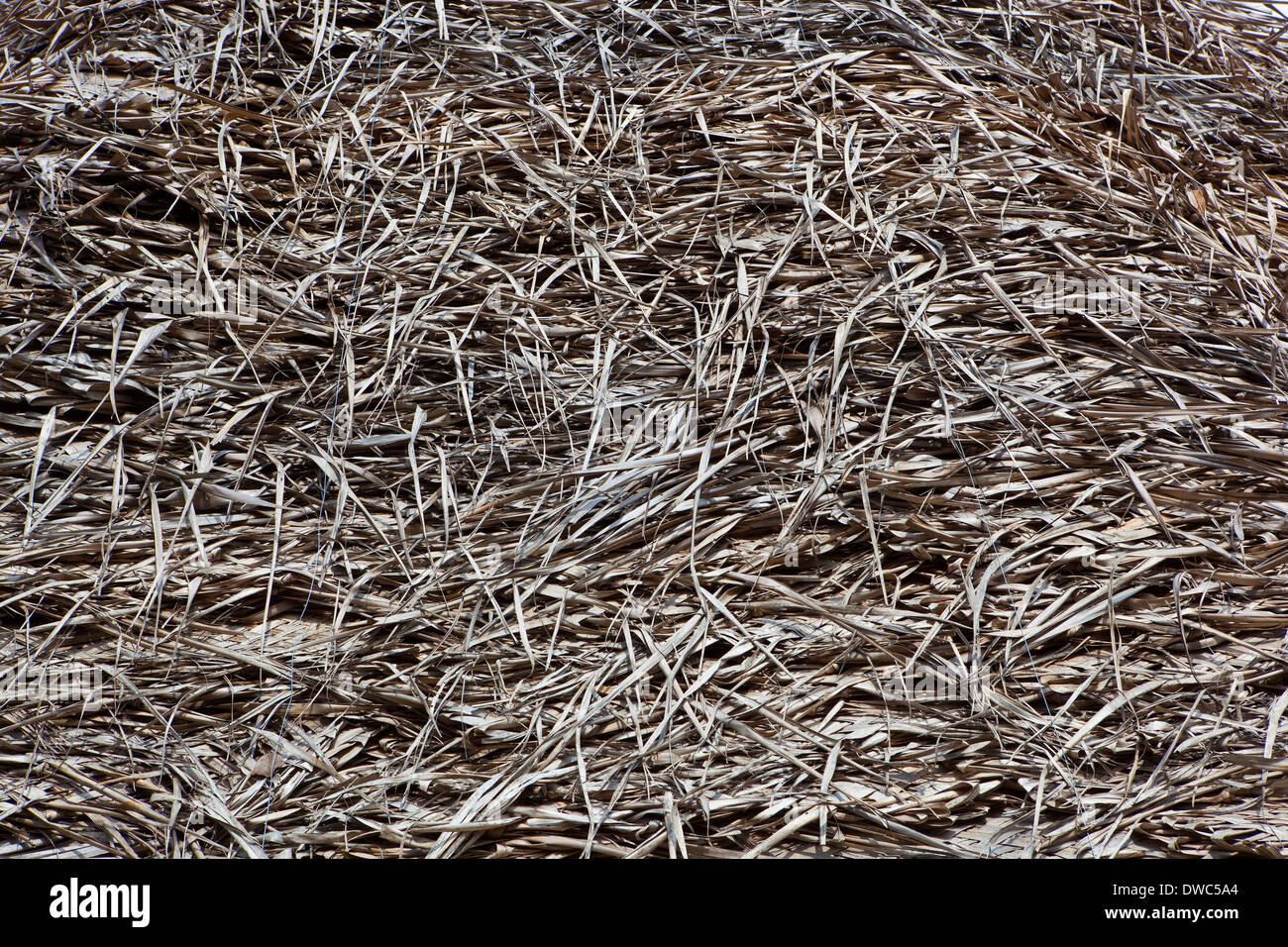 Texture de chaume Banque de photographies et d’images à haute ...