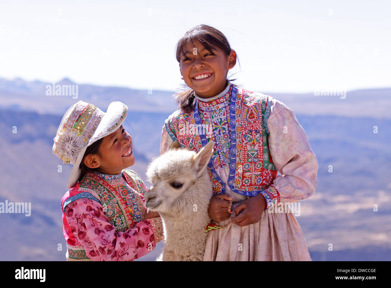 Alpaga qui rit Banque de photographies et d’images à haute résolution ...