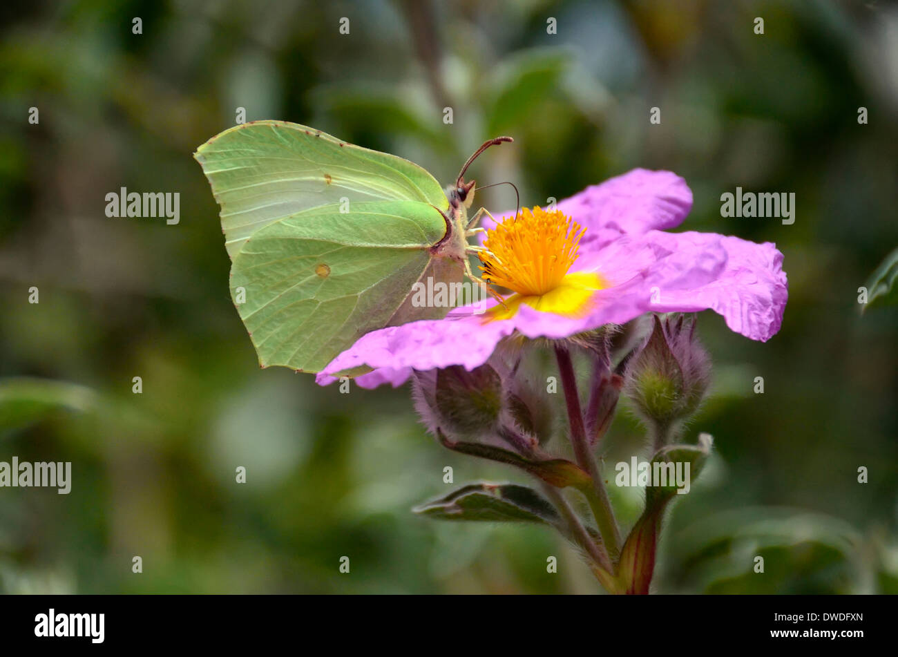 Rose avec papillon Banque de photographies et d’images à haute ...