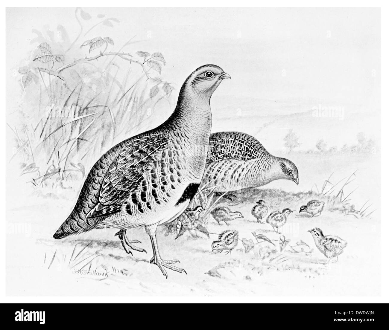 Perdrix noire Banque d'images noir et blanc - Alamy