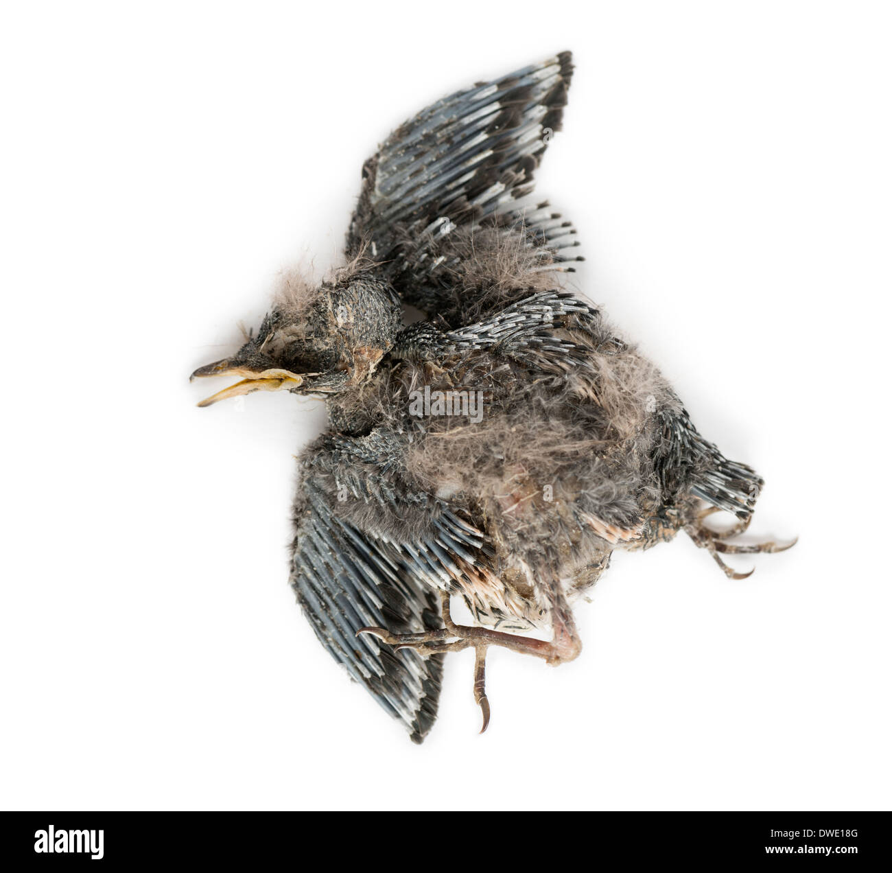 Hirondelle morte Banque d'images détourées - Alamy