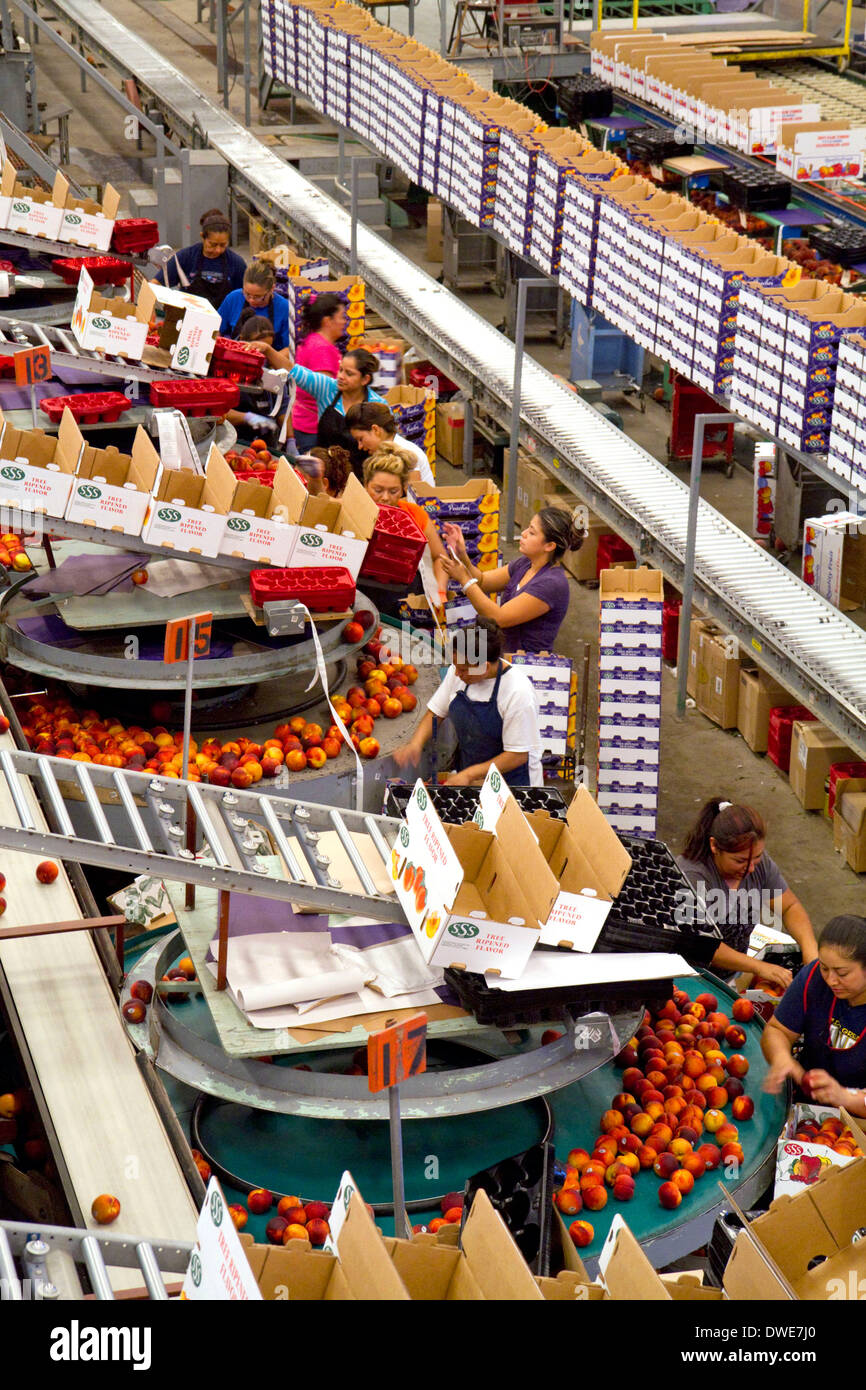 Trier les travailleurs à la pêches Fruit Symms Ranch de l'établissement ...