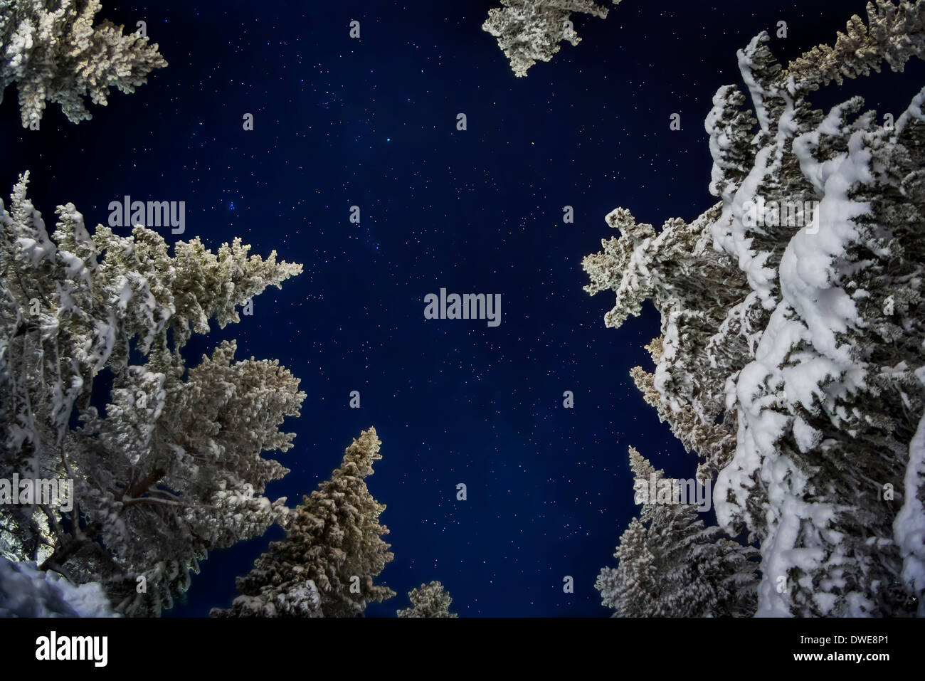 Les arbres couverts de neige à Jukkasjarvi, Laponie, Suède. Hiver froid ...