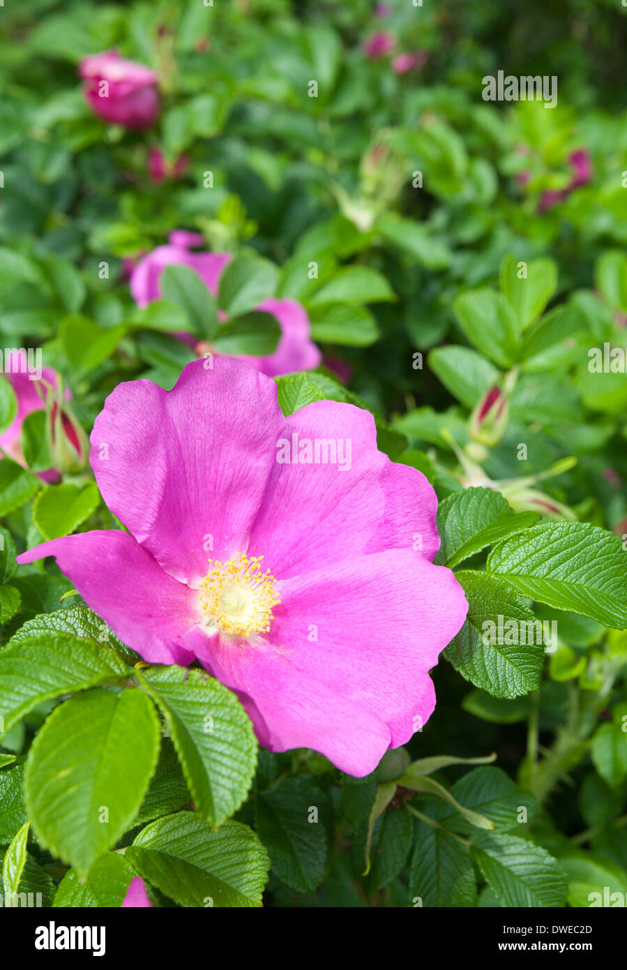 Rose japonais Banque de photographies et d’images à haute résolution ...