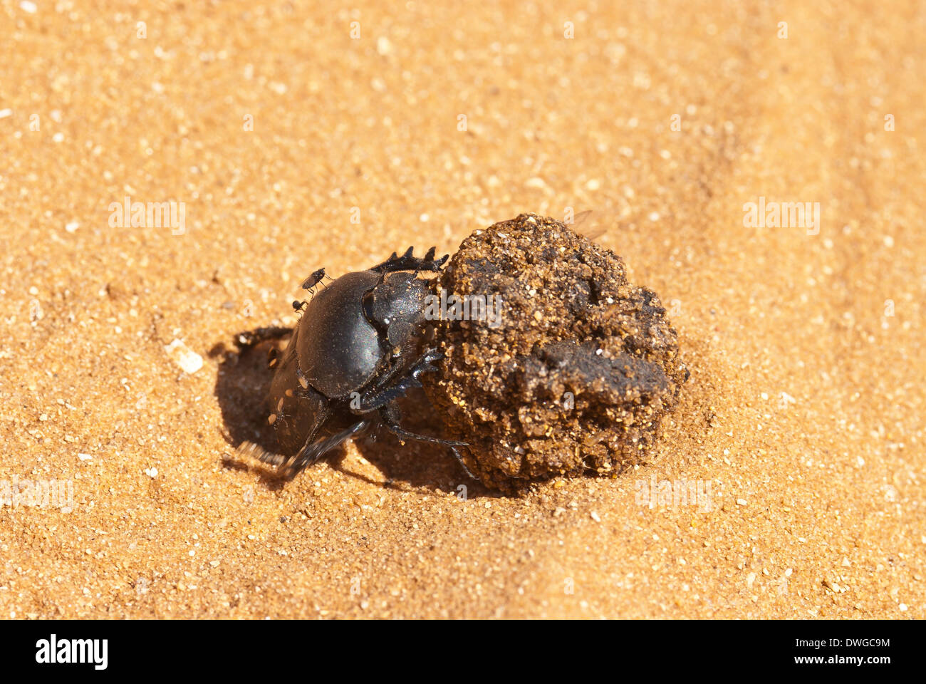 Scarabeus Beetle Banque d'image et photos - Alamy