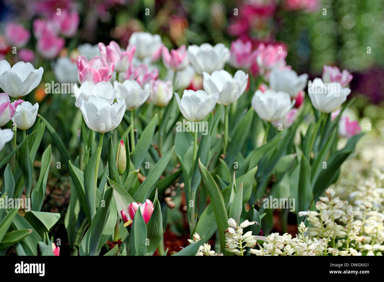 Tulipes blanches Banque de photographies et d’images à haute résolution ...
