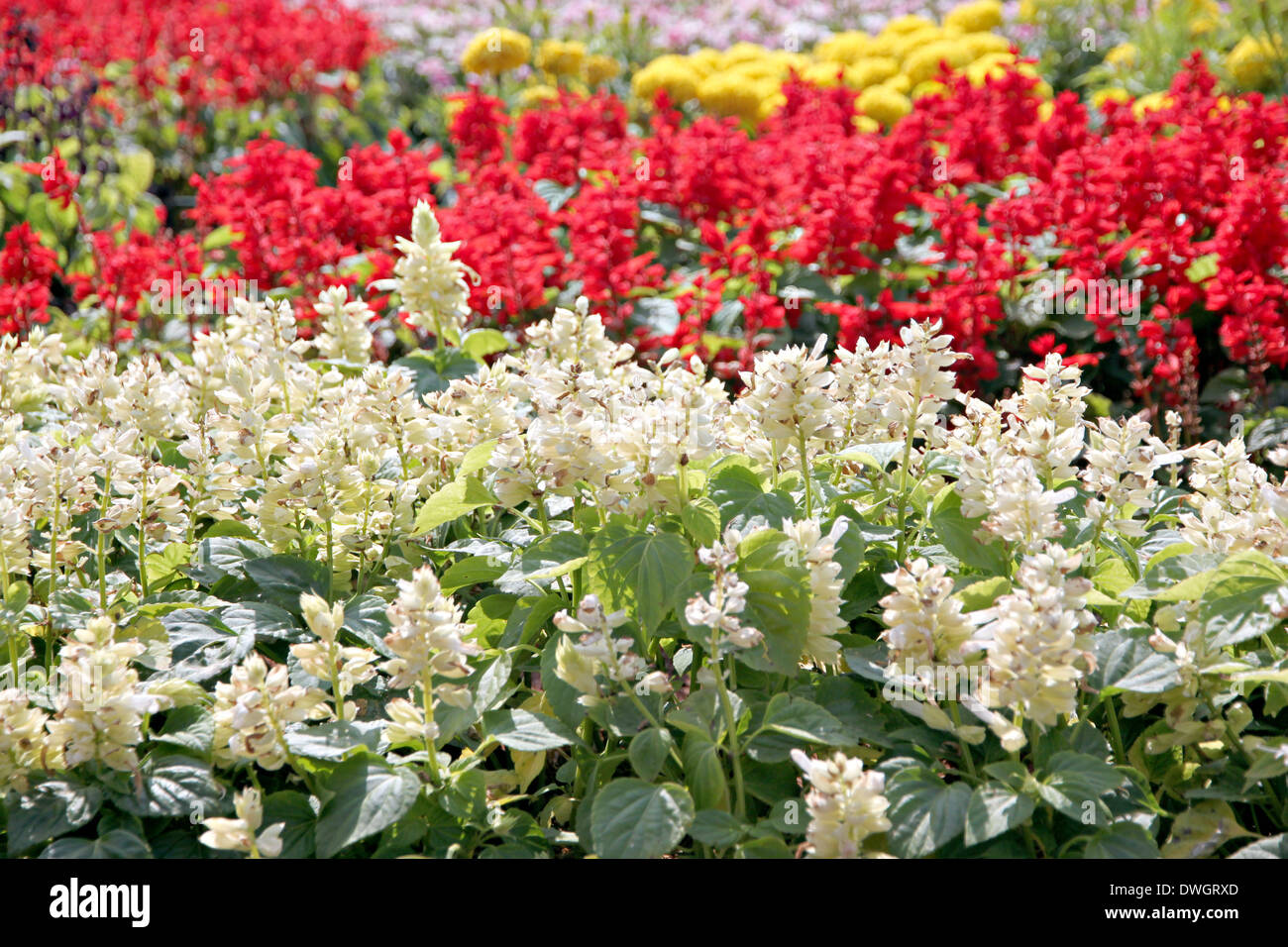 Salvia blanche Banque de photographies et d’images à haute résolution ...