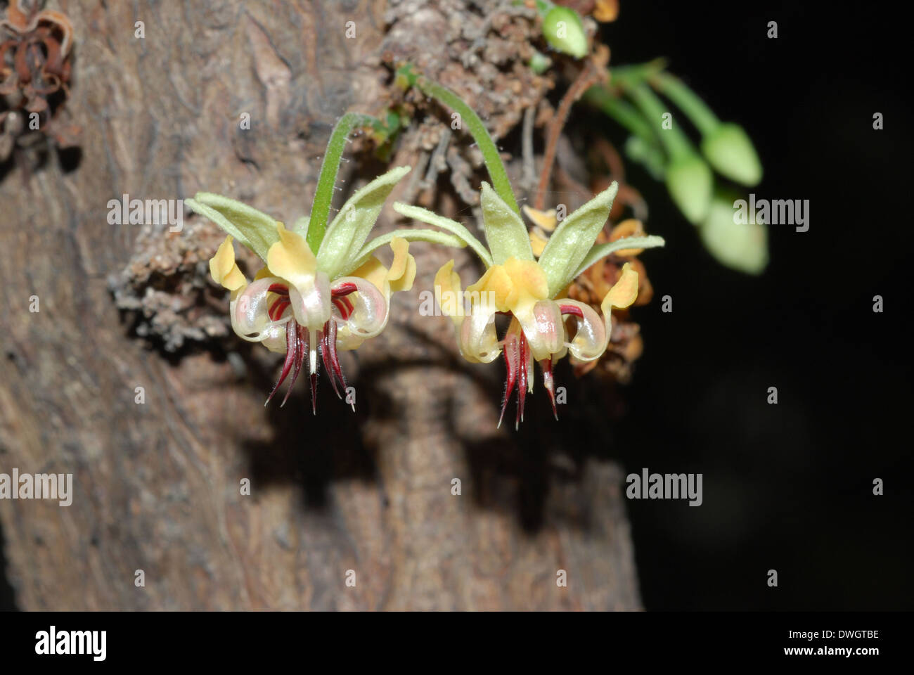 Cacaoyer avec des fleurs Banque de photographies et d’images à haute ...