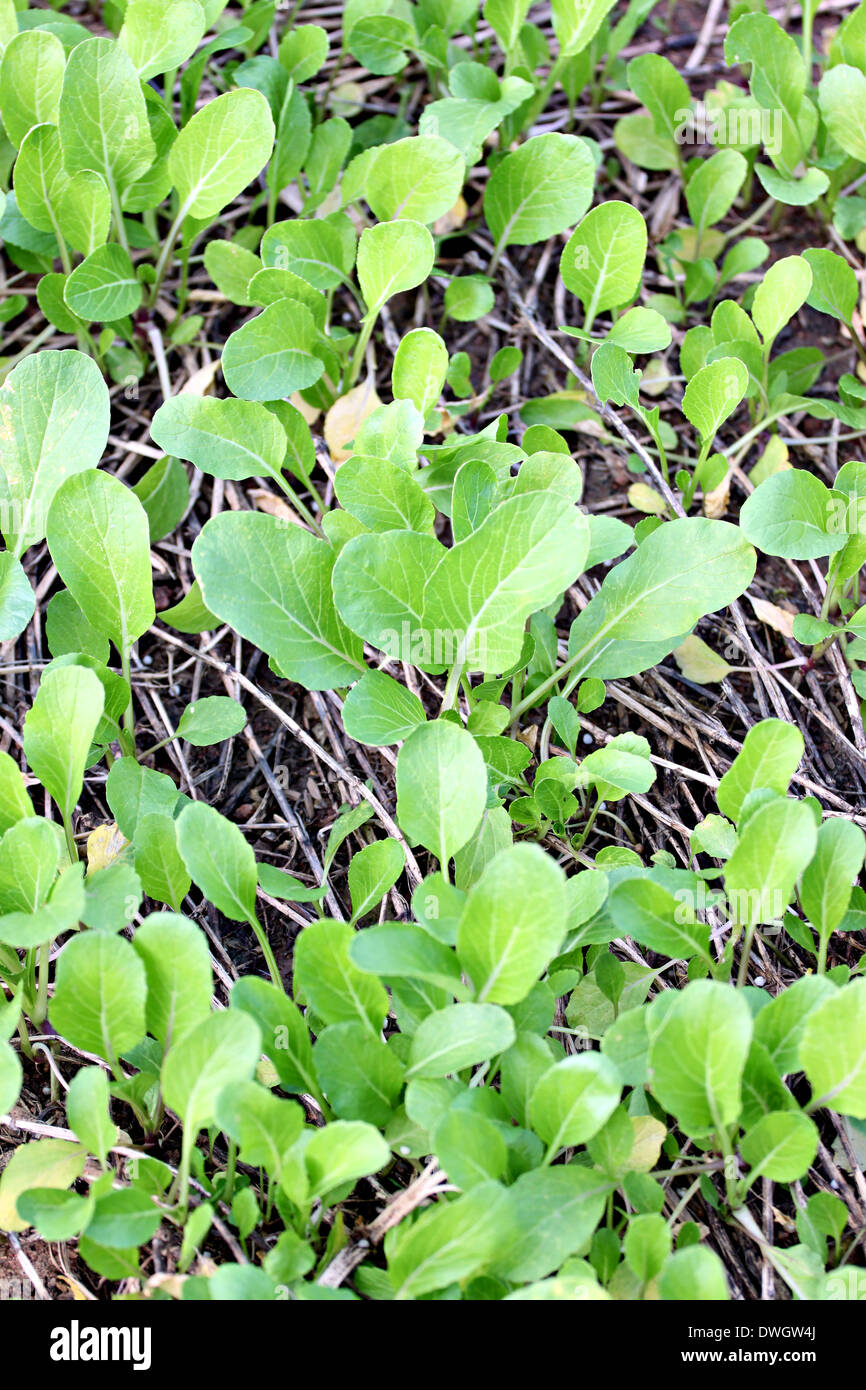 Potager chinois Banque de photographies et d’images à haute résolution ...
