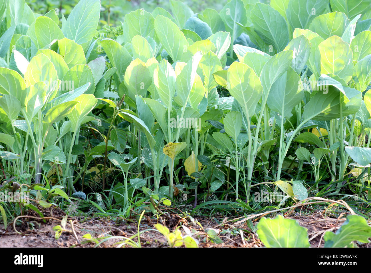 Potager chinois Banque de photographies et d’images à haute résolution ...