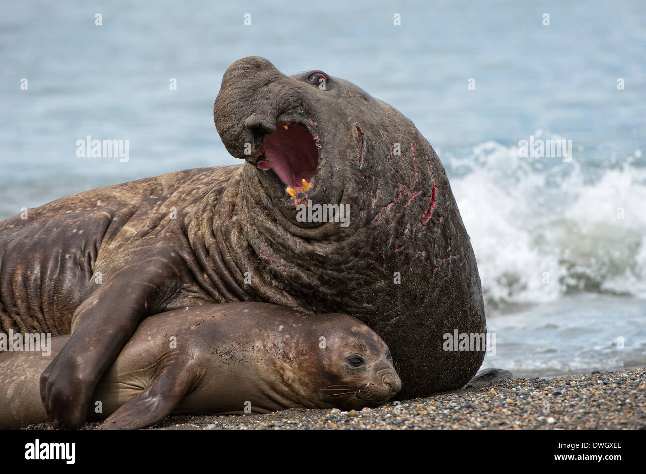 Elephant seal mating Banque de photographies et d’images à haute ...