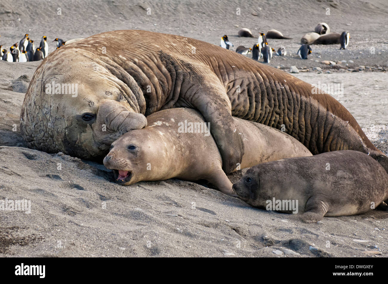 Elephant seal mating Banque de photographies et d’images à haute ...
