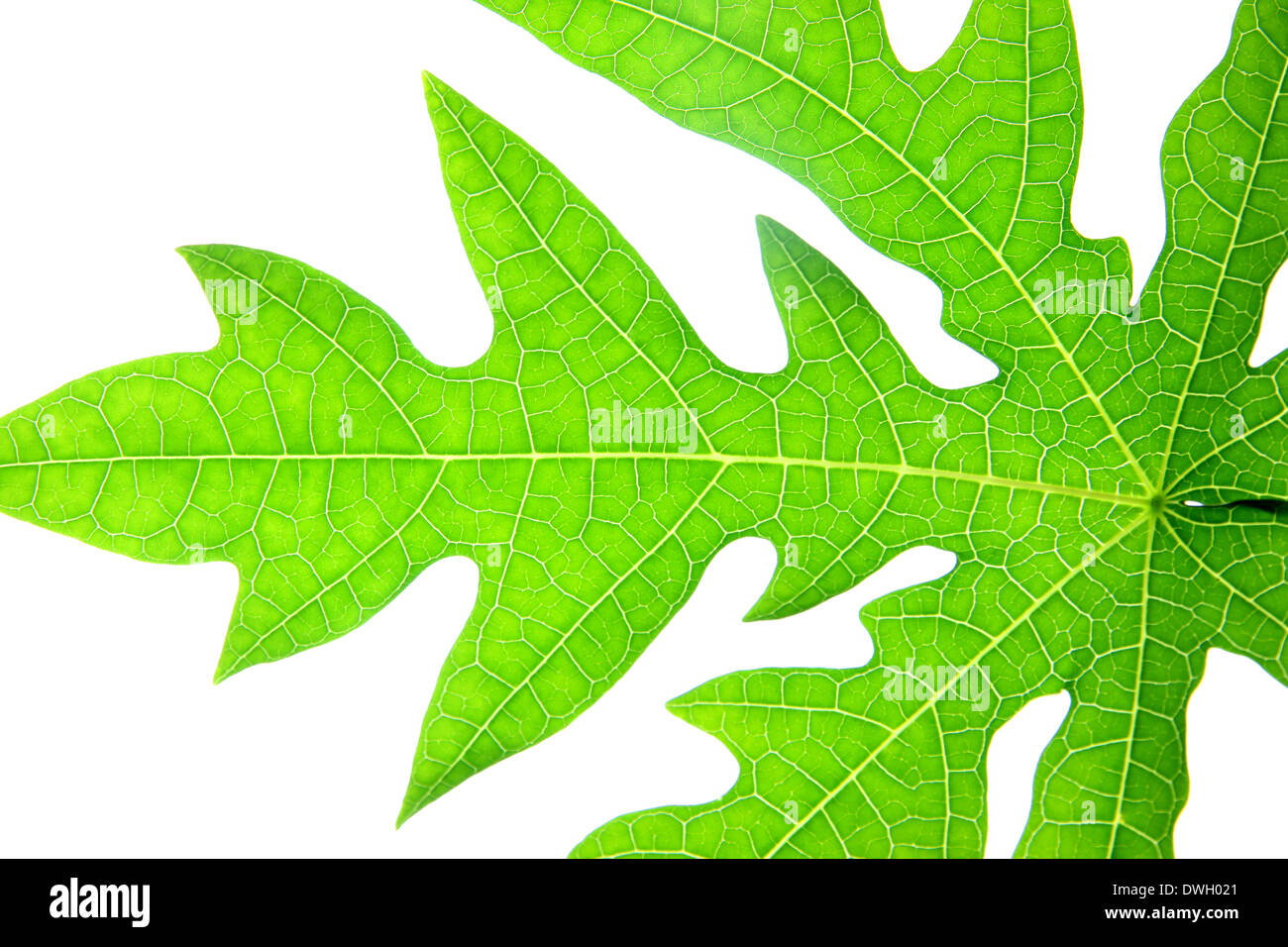 Papaye verte Banque de photographies et d’images à haute résolution - Alamy