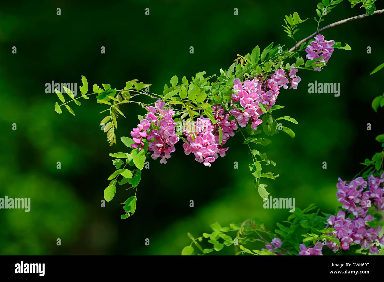 Robinia robinia pseudoacacia Banque de photographies et d’images à ...