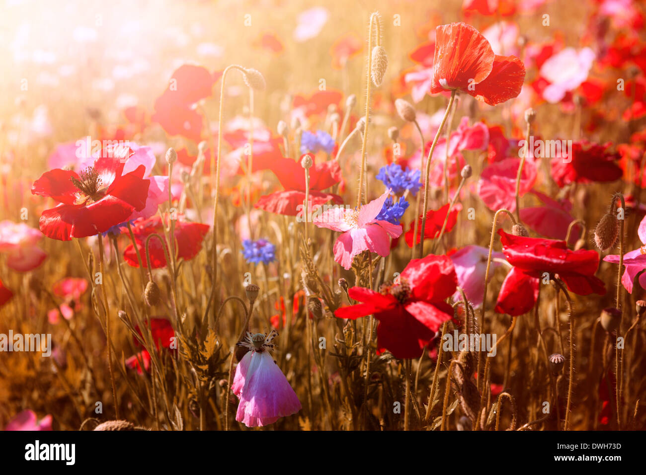 Fleurs sauvages rose vif Banque de photographies et d’images à haute ...