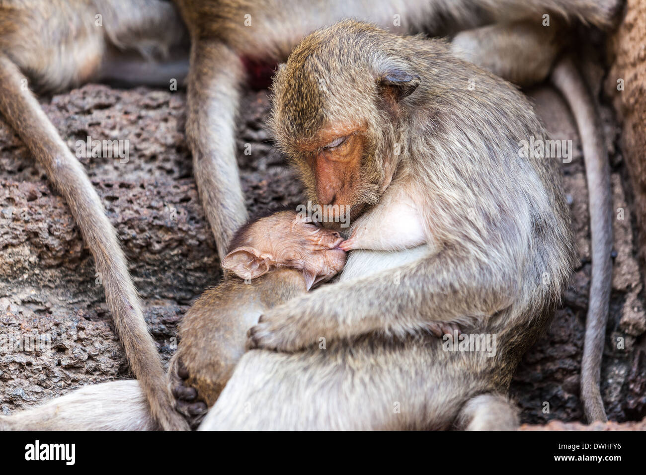 Bébés singes en thaïlande Banque de photographies et d’images à haute ...