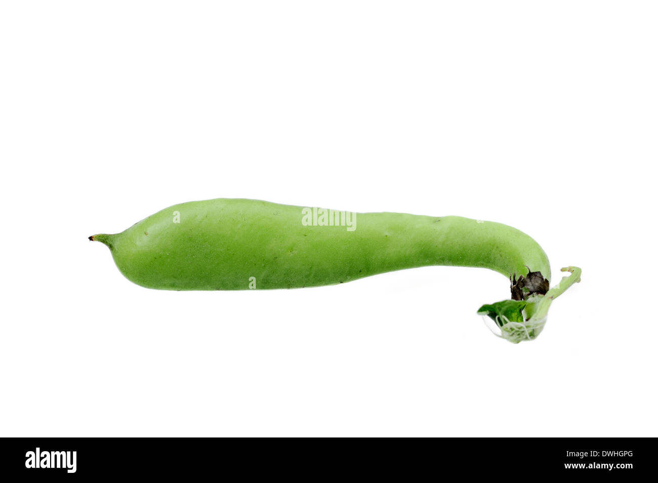 Fava bean vicia faba Banque de photographies et d’images à haute ...