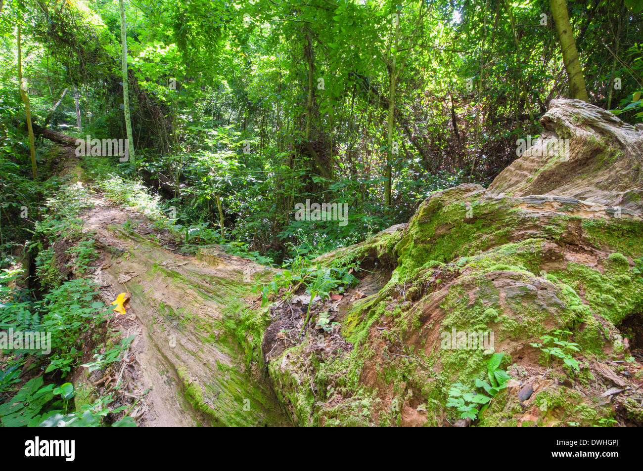 Atlantic forest brazil Banque de photographies et d’images à haute ...