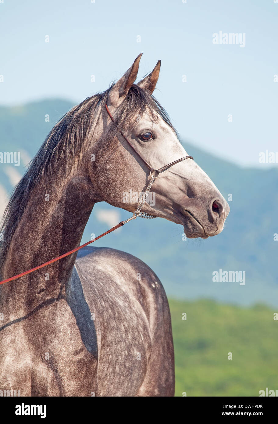 Le magnifique cheval arabe Banque de photographies et d’images à haute ...