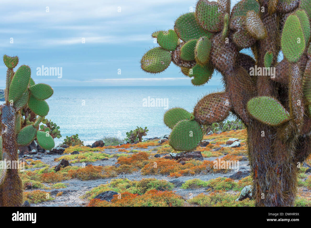 Cactus géant figue de barbarie Banque de photographies et d’images à ...