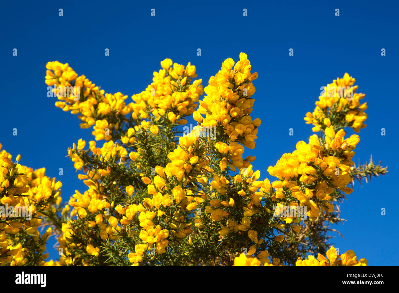 Ajonc en fleurs Banque d'image et photos - Alamy