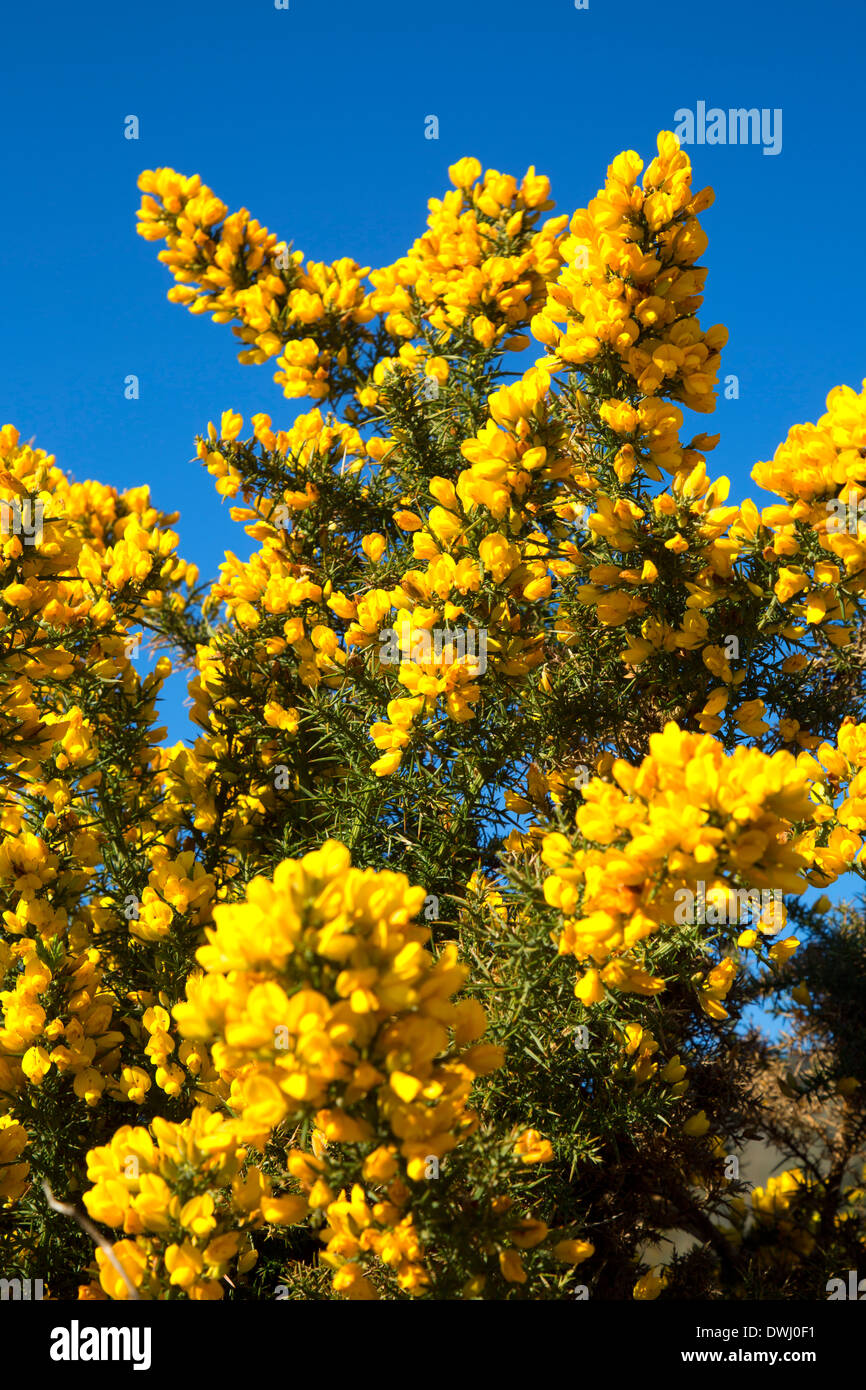 Ajonc en fleurs Banque d'image et photos - Alamy