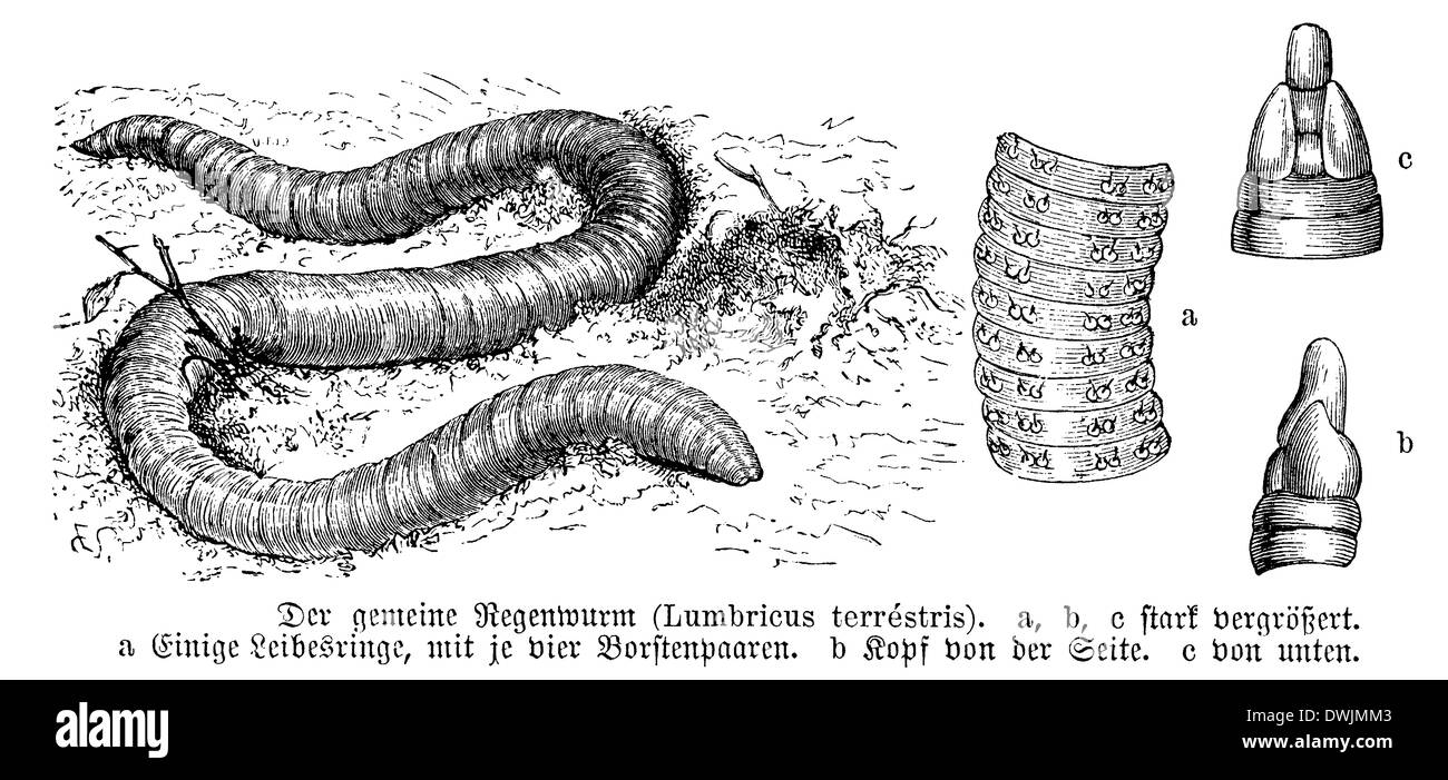 Vers de terre dessin Banque de photographies et d’images à haute ...
