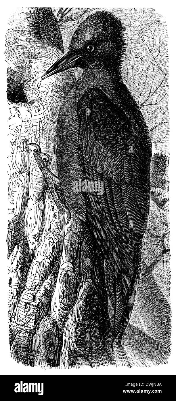 Picus martius Banque de photographies et d’images à haute résolution ...