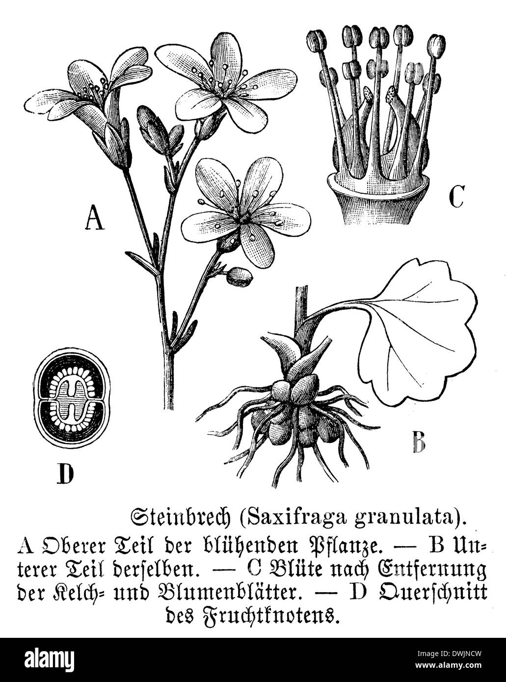Gravure saxifrage granulata Banque de photographies et d’images à haute ...