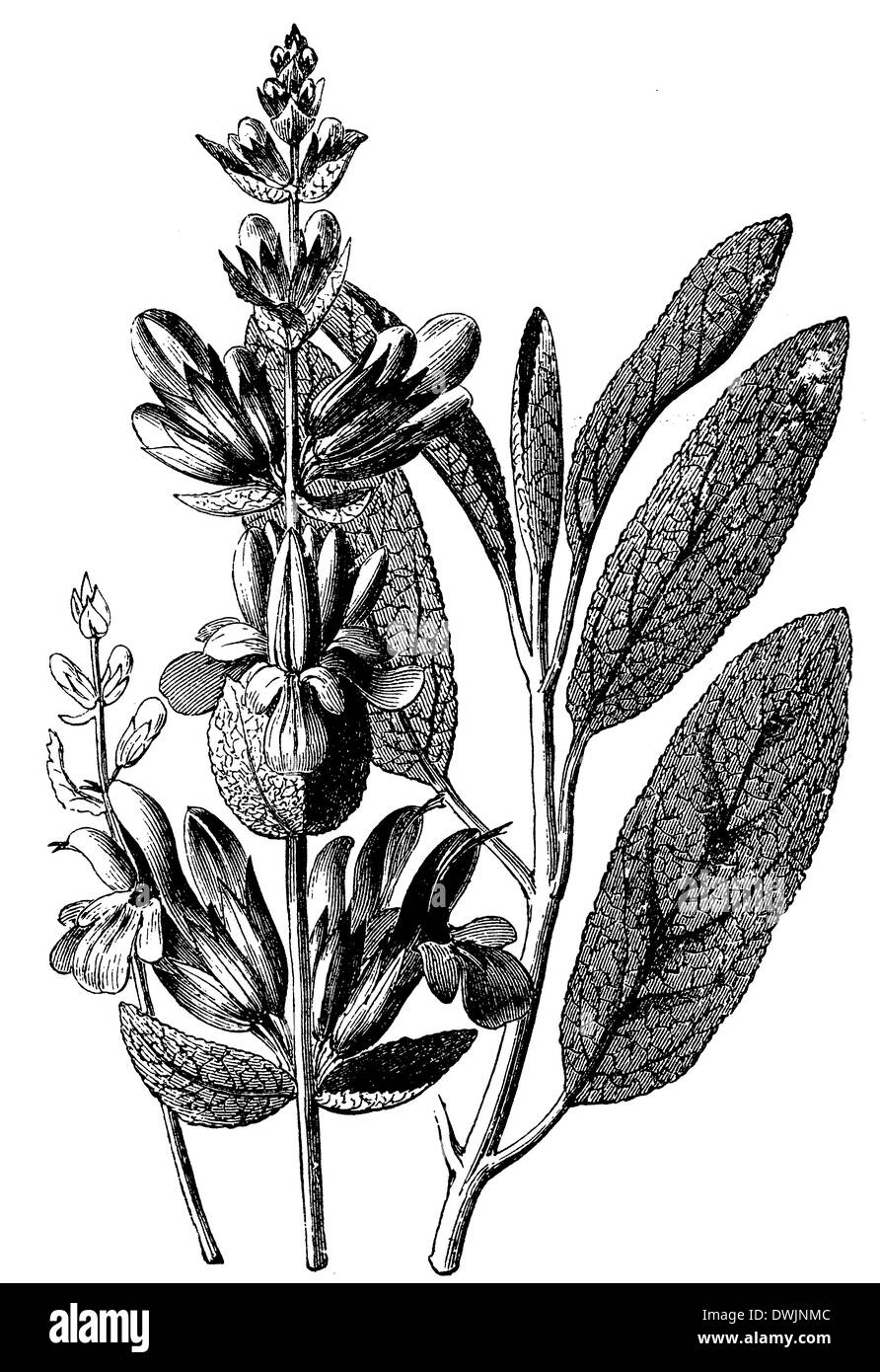 Dessin botanique sauge Banque de photographies et d’images à haute ...