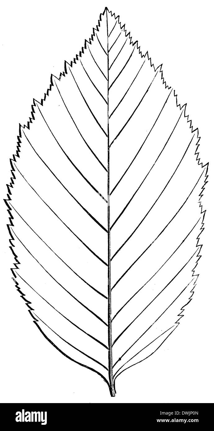 Dessin de charme Banque d'images noir et blanc - Alamy