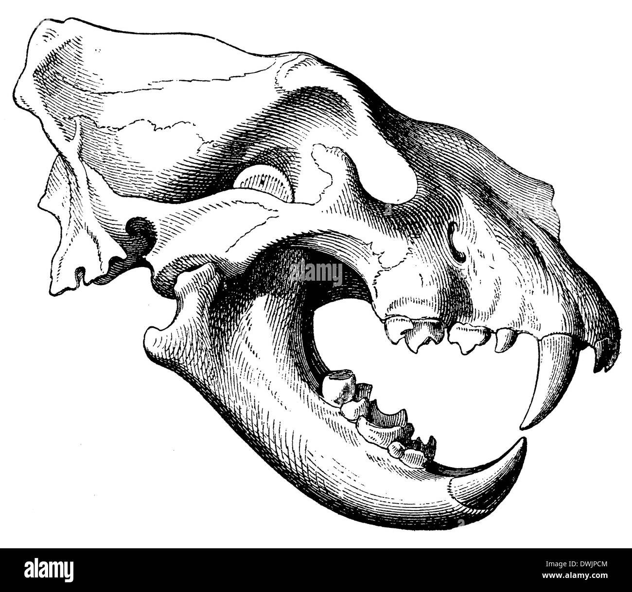 Crâne de lion Banque de photographies et d’images à haute résolution ...