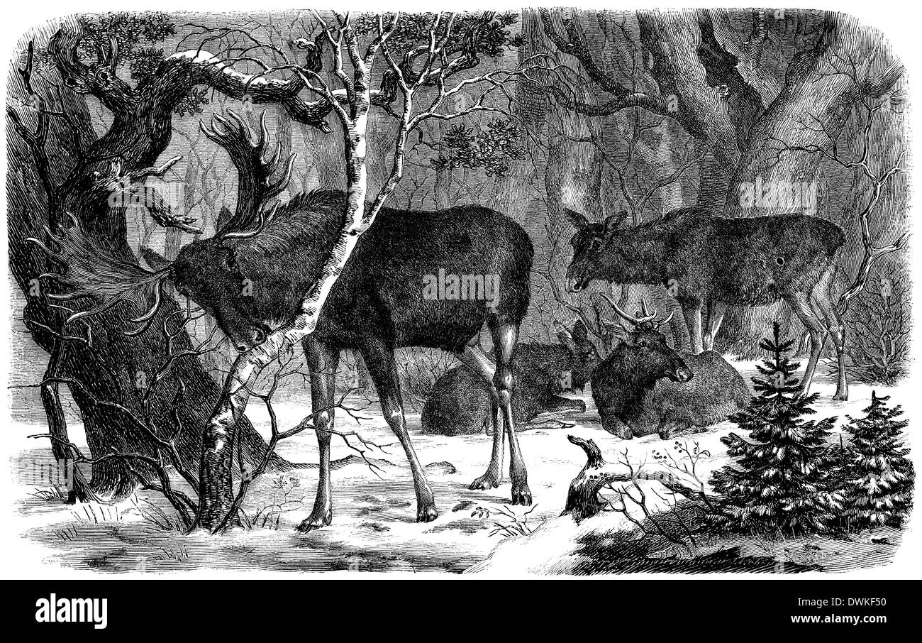 Orignal figure Banque de photographies et d’images à haute résolution ...