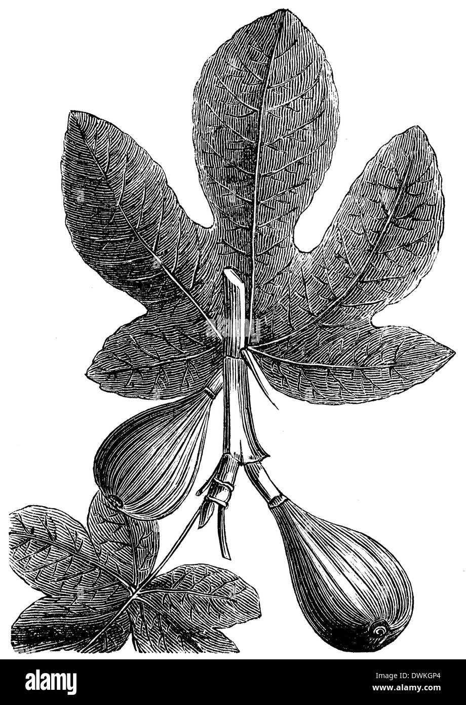 Vieux figuier Banque d'images noir et blanc - Alamy