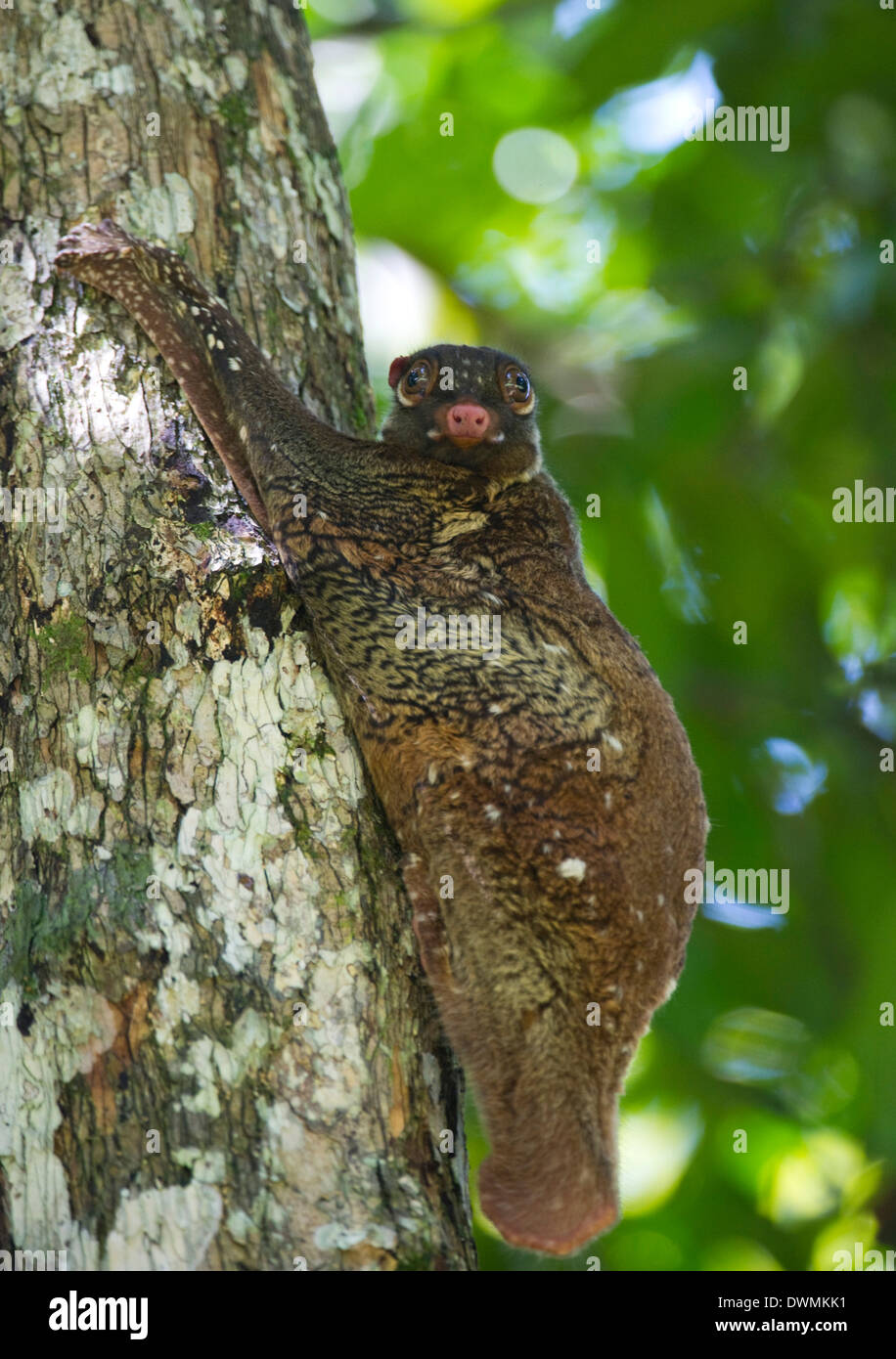 Flying lemur Banque de photographies et d’images à haute résolution - Alamy
