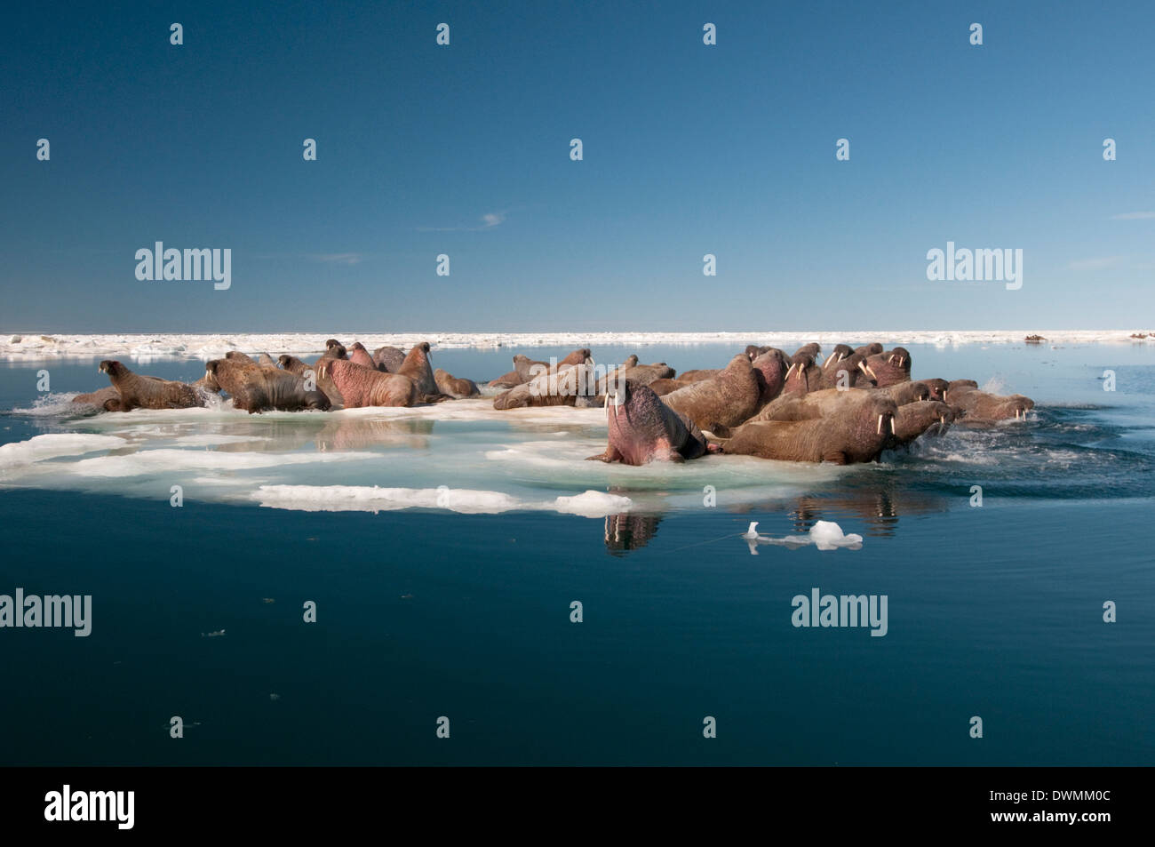 Bassin Renard Banque d'image et photos - Alamy