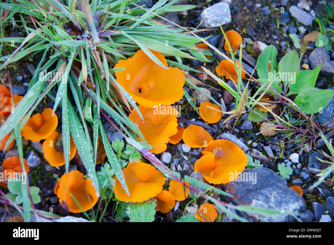 Orange peel fungus Banque de photographies et d’images à haute ...