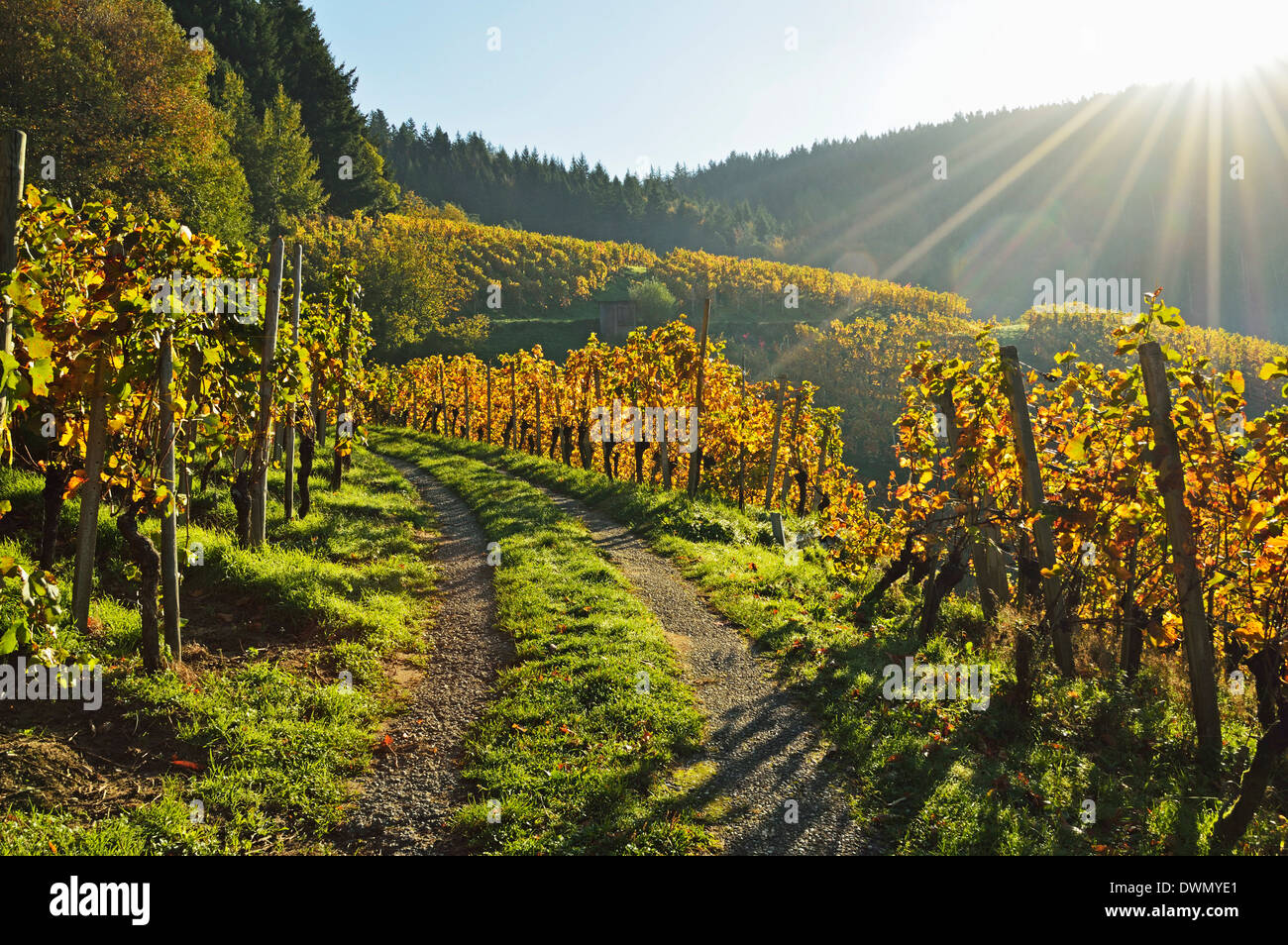 Vignoble route des vins allemands Banque de photographies et d’images à ...