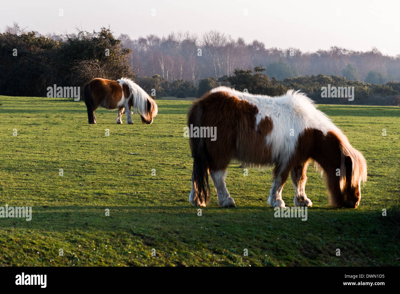 Shetland pony Banque de photographies et d’images à haute résolution ...