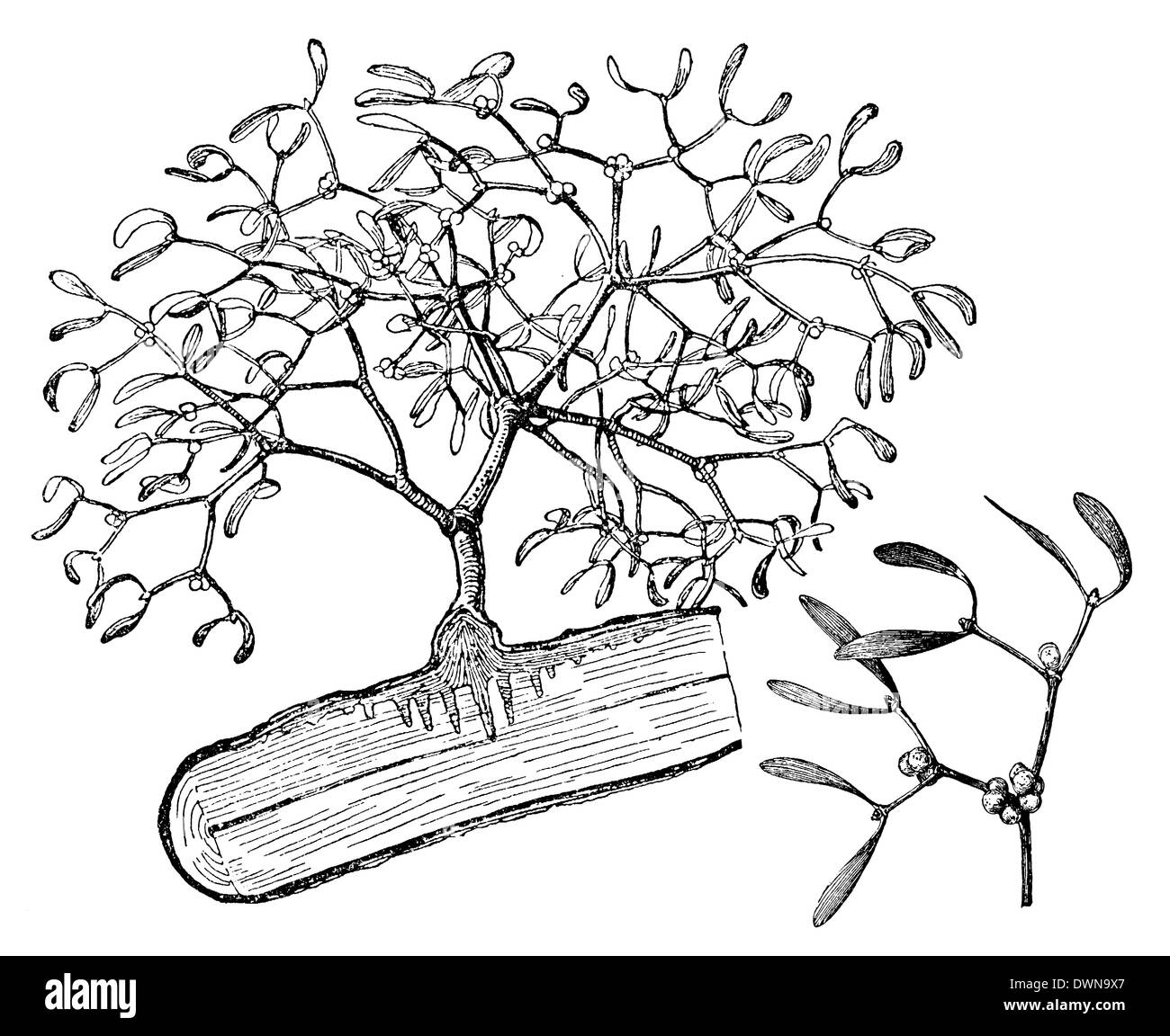 Gui illustration ancienne Banque de photographies et d’images à haute ...