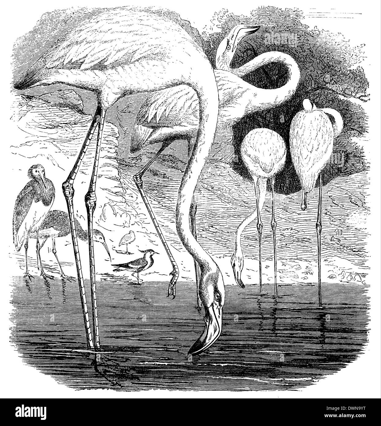 Flamant rose flamant rose Banque d'images noir et blanc - Alamy