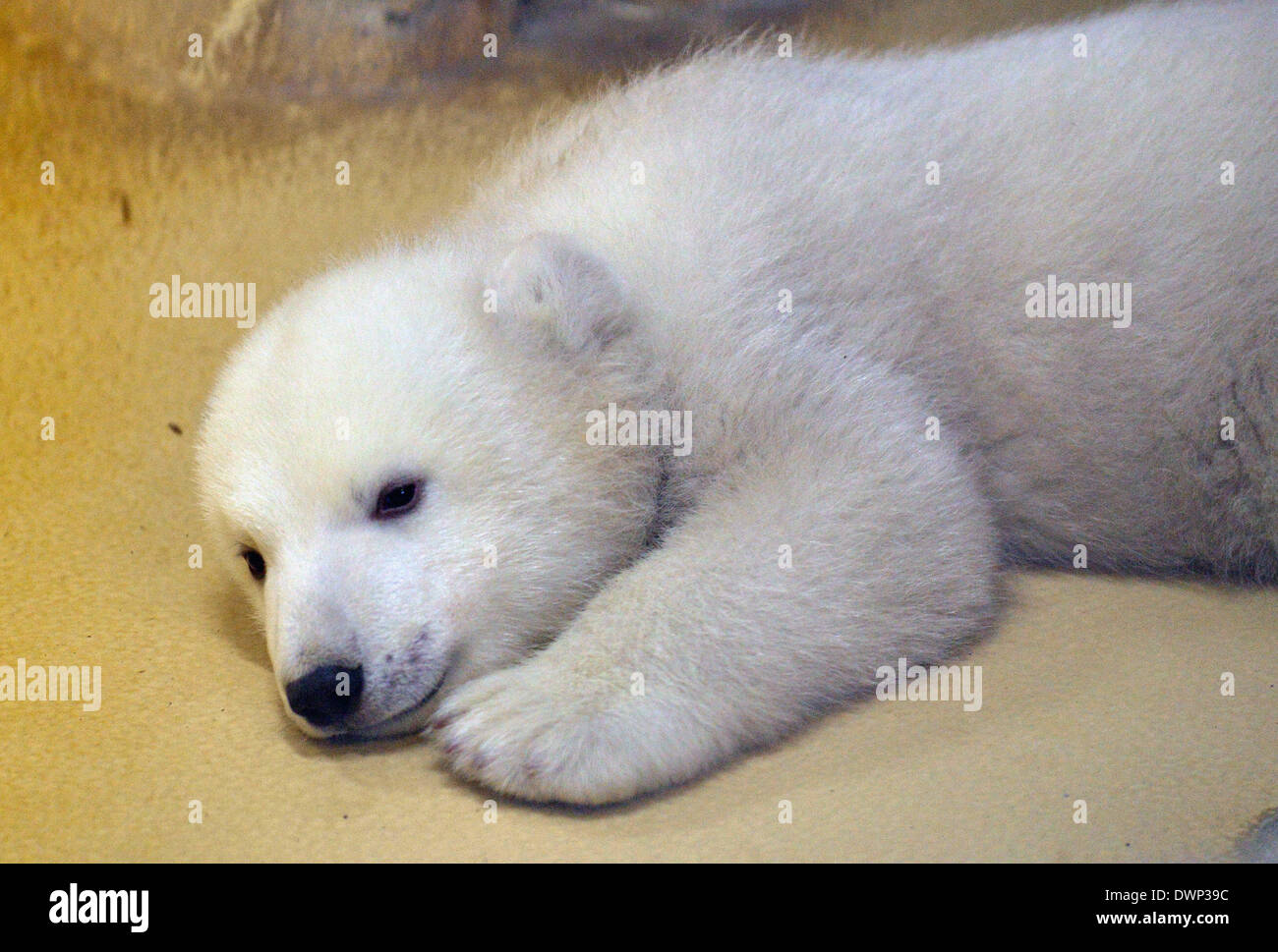 Ourson dort Banque de photographies et d’images à haute résolution - Alamy