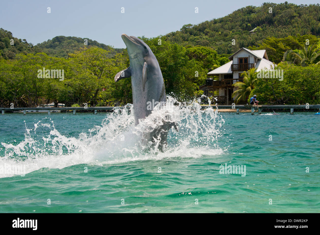 Le Honduras, les îles de la baie du Honduras, Roatan. Anthony's key ...